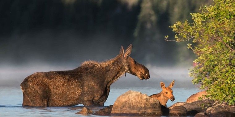 Join the Mammals Photo Contest and win Canon EOS camera - VIEWBUG.com